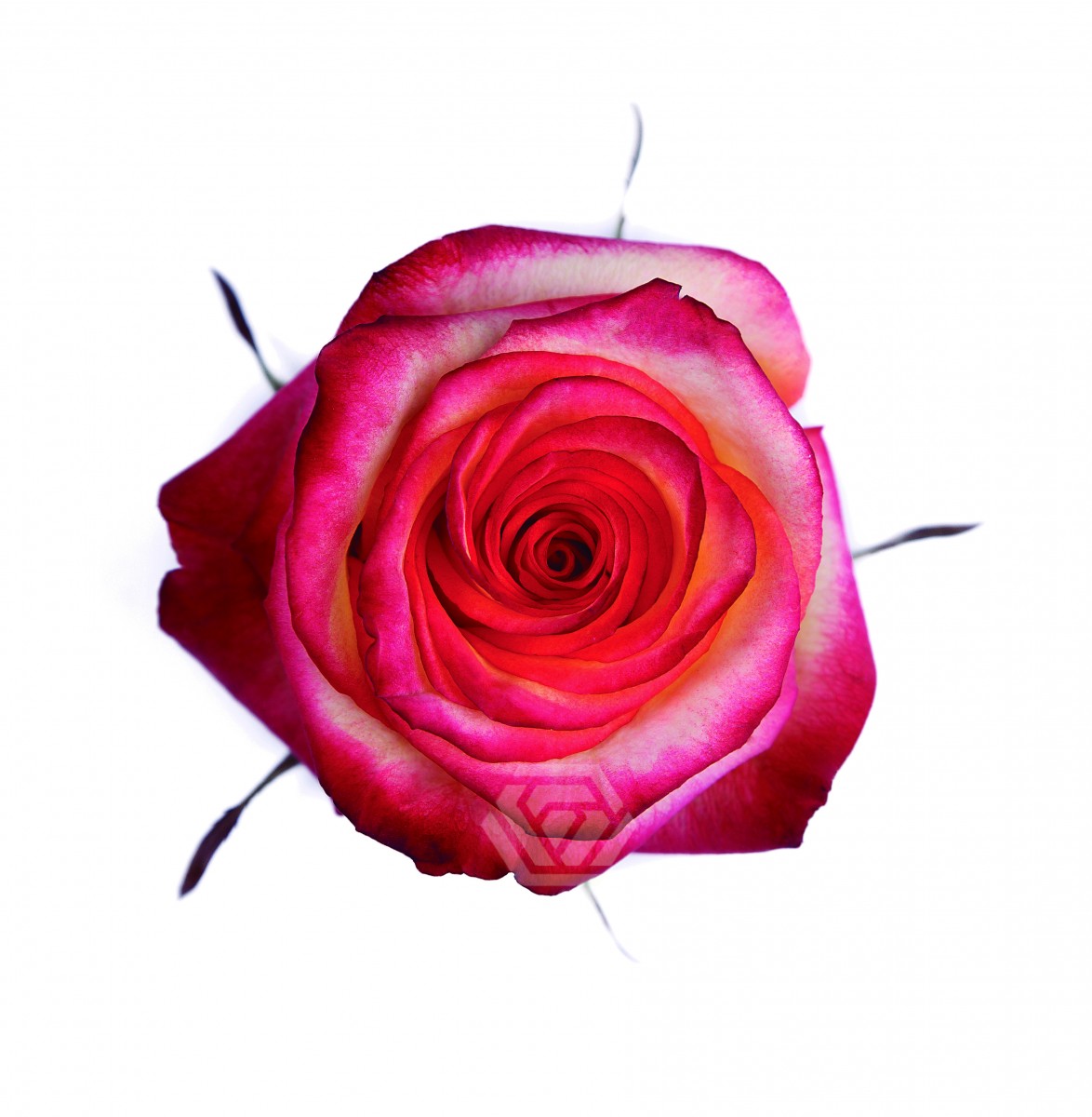 High & Magic - Tessa The Finest Flowers