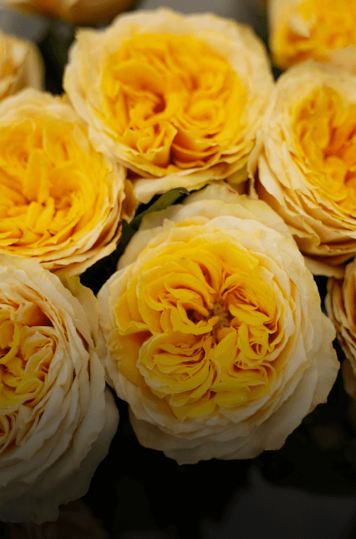 Home Tessa - Tessa Corporation