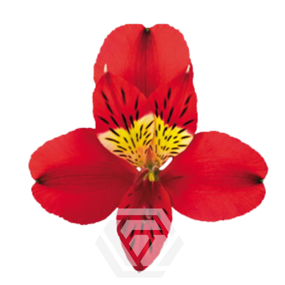 Testarossa - Tessa The Finest Flowers