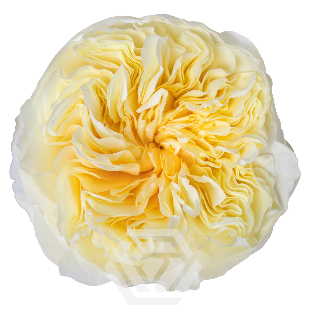 Antonia Gardens - Tessa The Finest Flowers