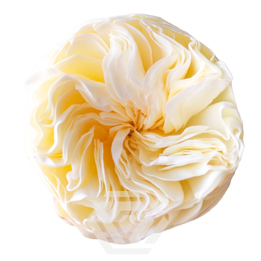 Aurora Gardens - Tessa The Finest Flowers