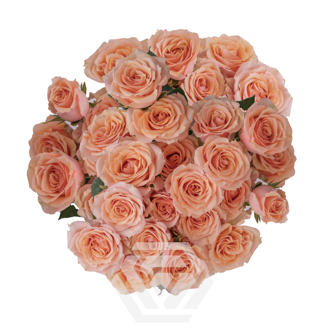 Baby Rosever - Tessa The Finest Flowers