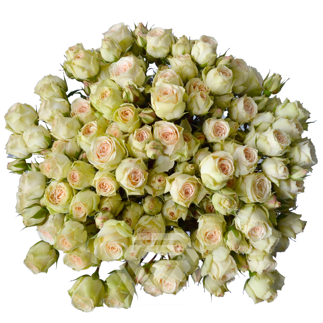 Brilliant Star Capricorn - Tessa The Finest Flowers