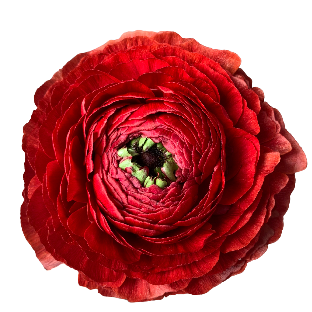 Cloni Success Valentino - Tessa The Finest Flowers