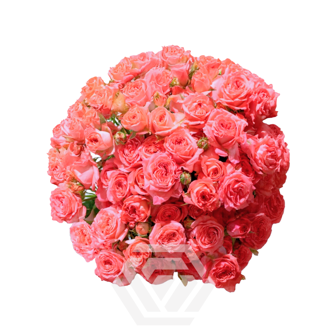 Fibonacci Nautilus - Tessa The Finest Flowers