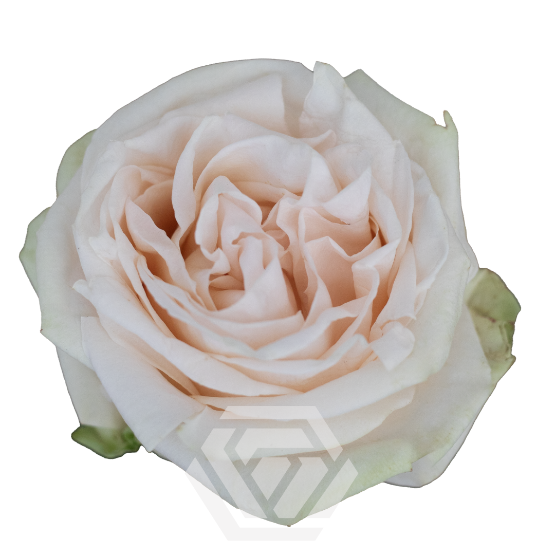 Garden Spirit - Tessa The Finest Flowers
