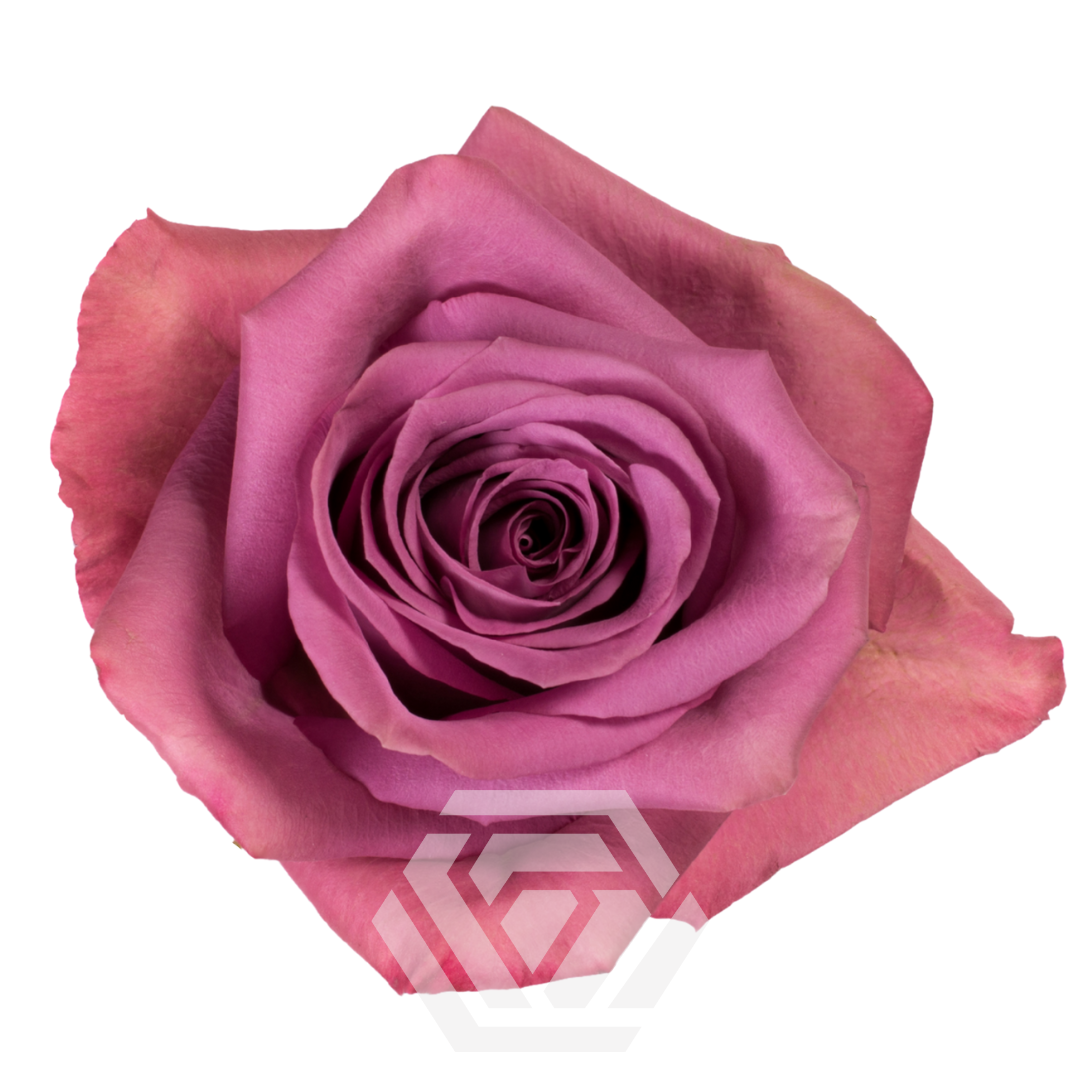 Piacere - Tessa The Finest Flowers