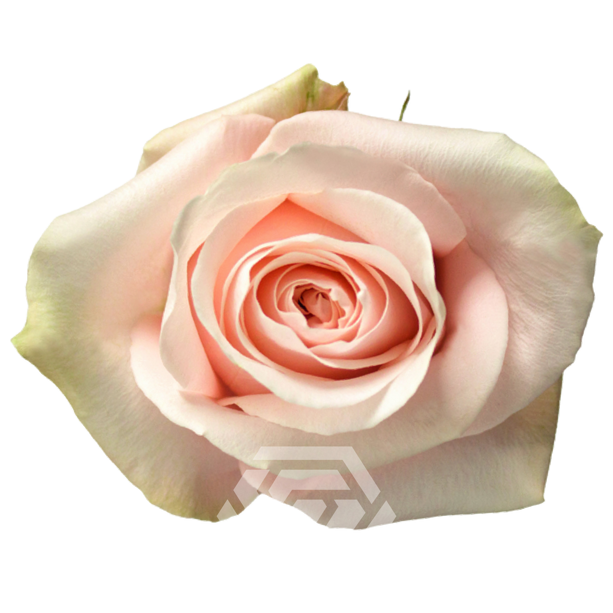 Pomarosa - Tessa The Finest Flowers