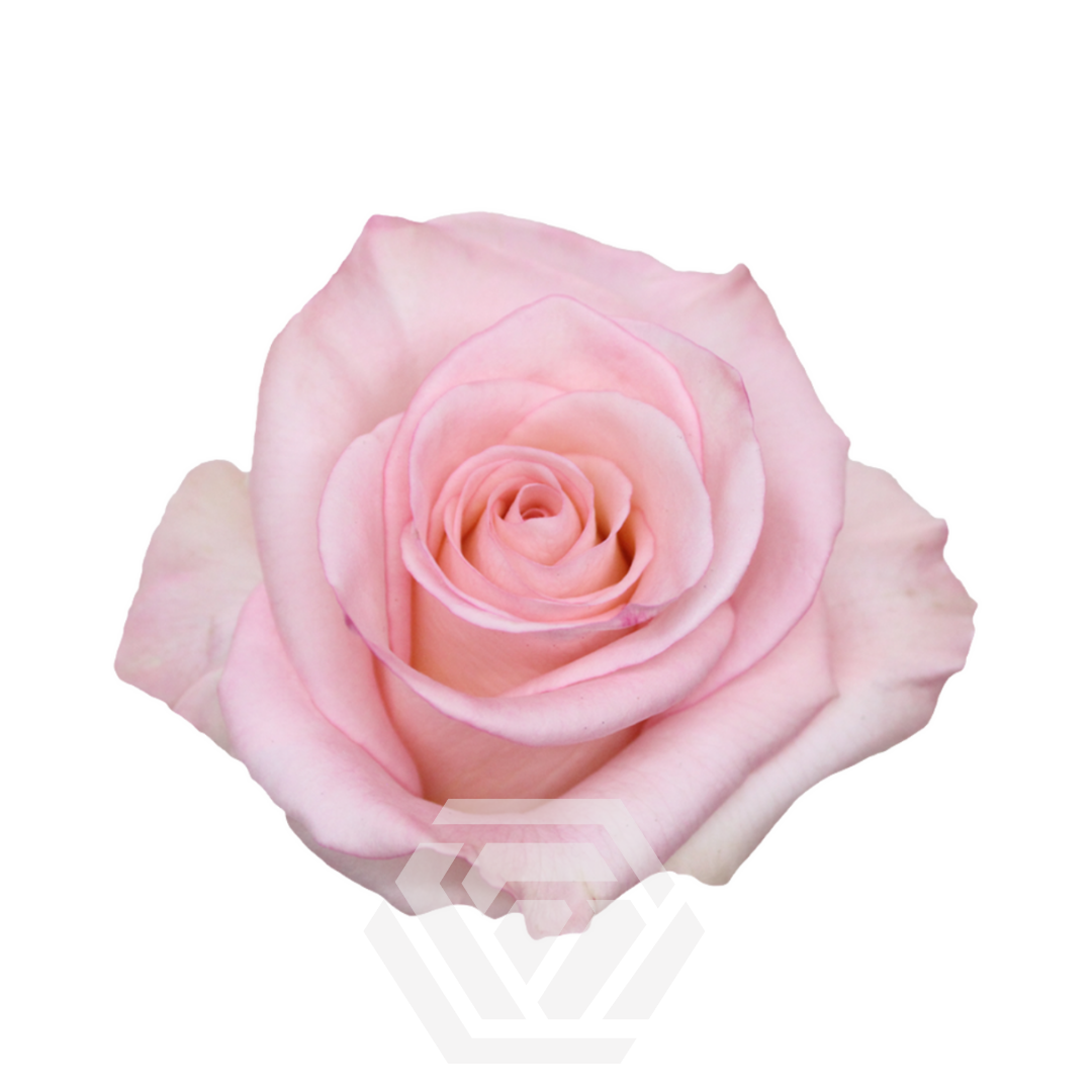 Rhoslyn - Tessa The Finest Flowers