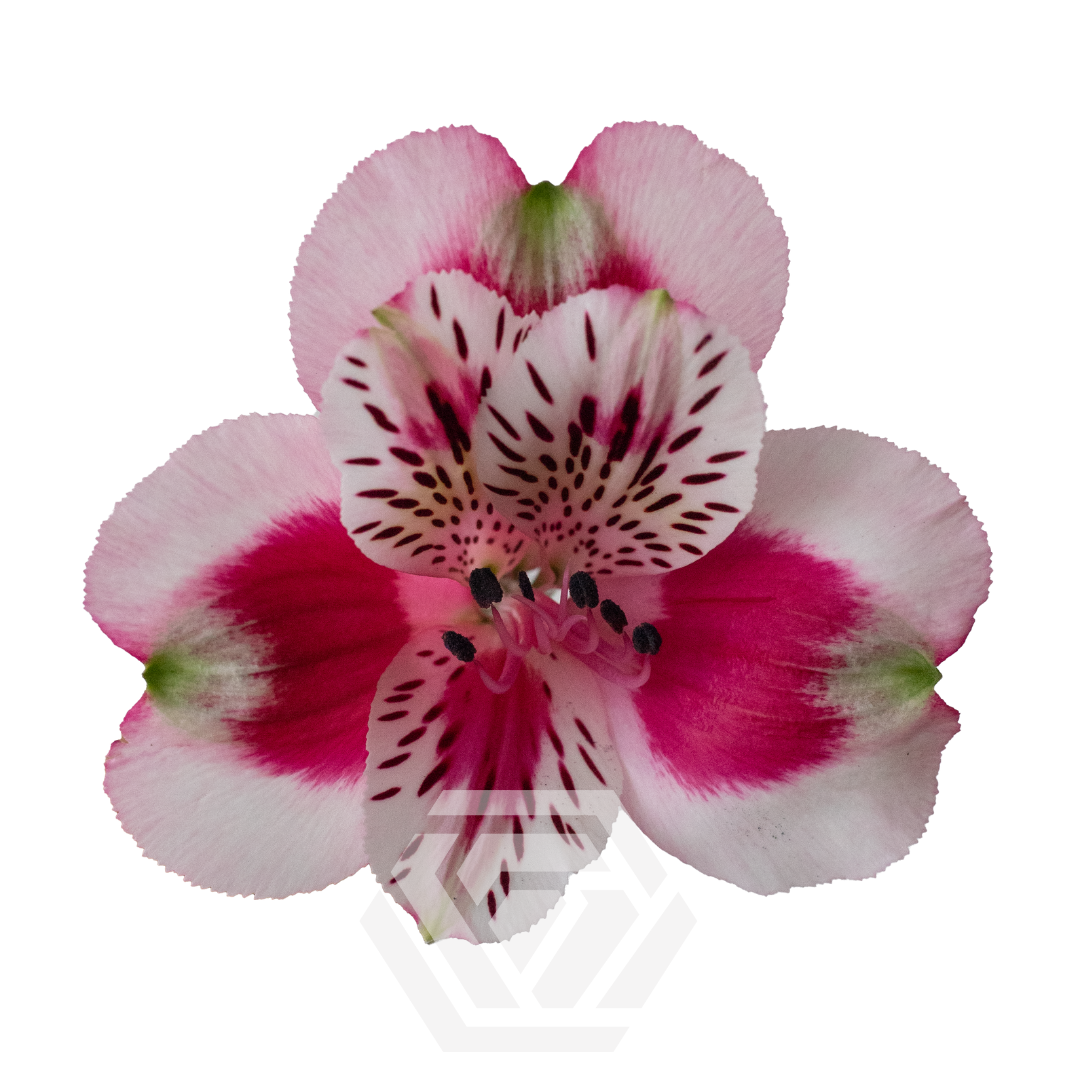 Sweetheart - Tessa The Finest Flowers