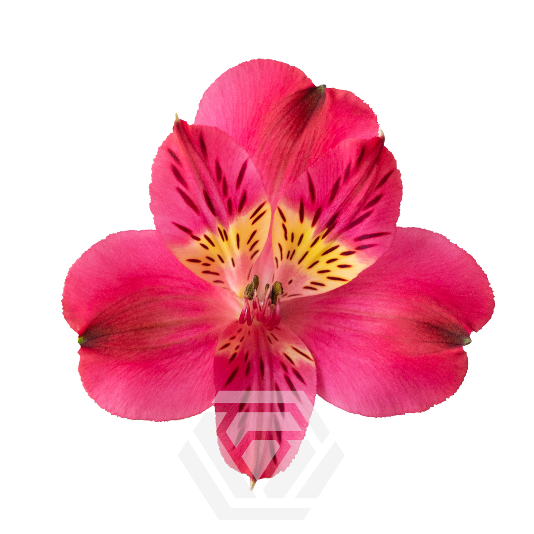 Testarossa - Tessa The Finest Flowers