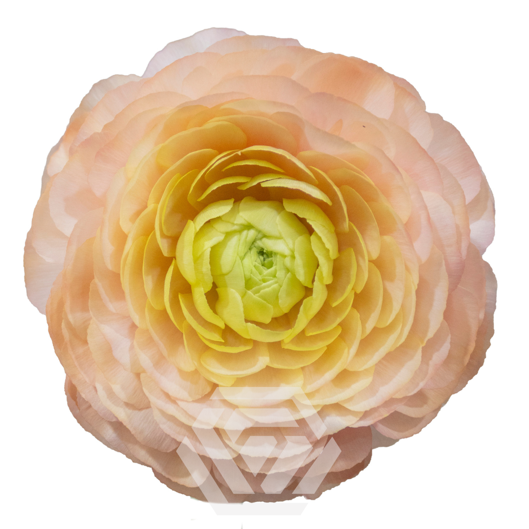 Cloni Success Grand Pastel - Tessa The Finest Flowers