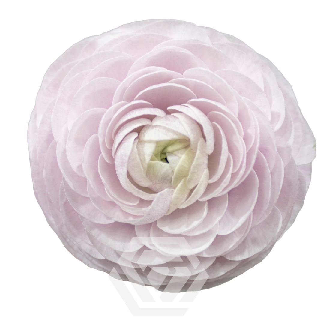 Cloni Success Nebbia - Tessa The Finest Flowers