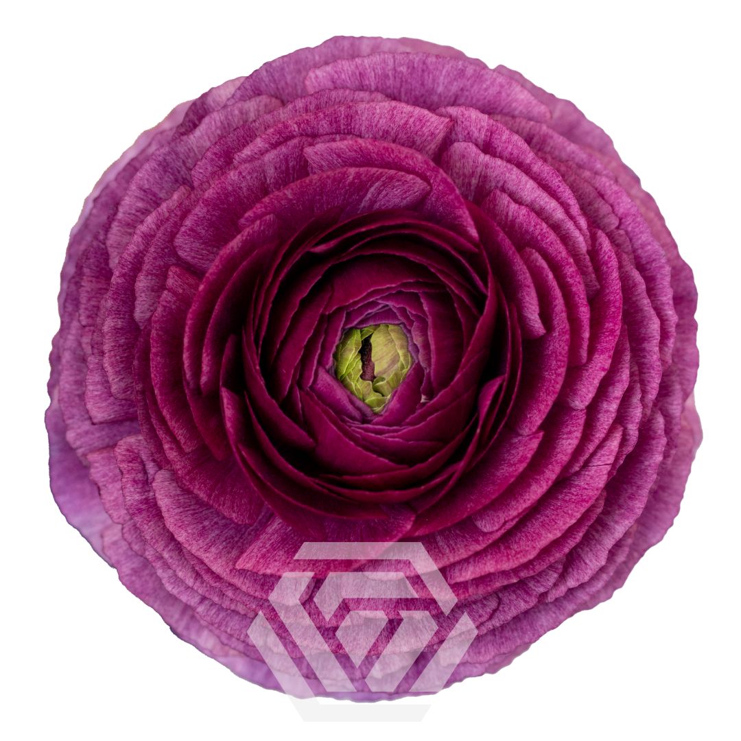 Cloni Success Renoir - Tessa The Finest Flowers