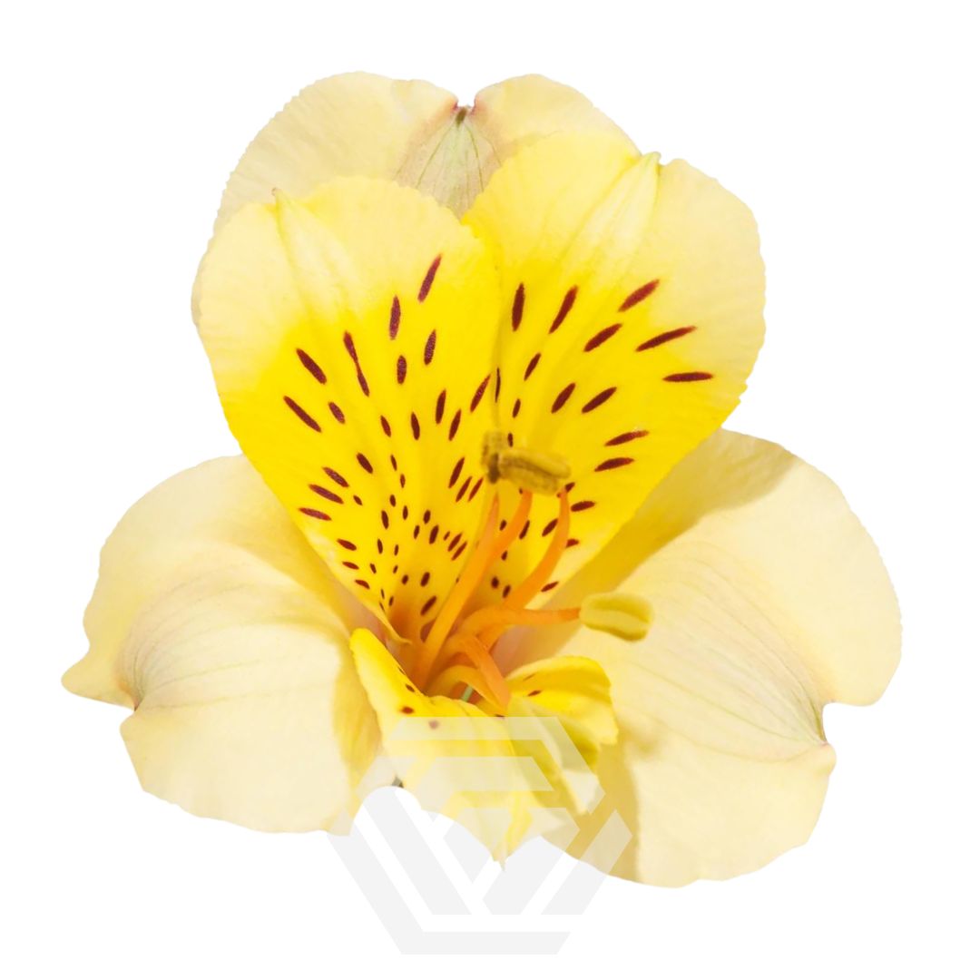 Gold - Tessa The Finest Flowers