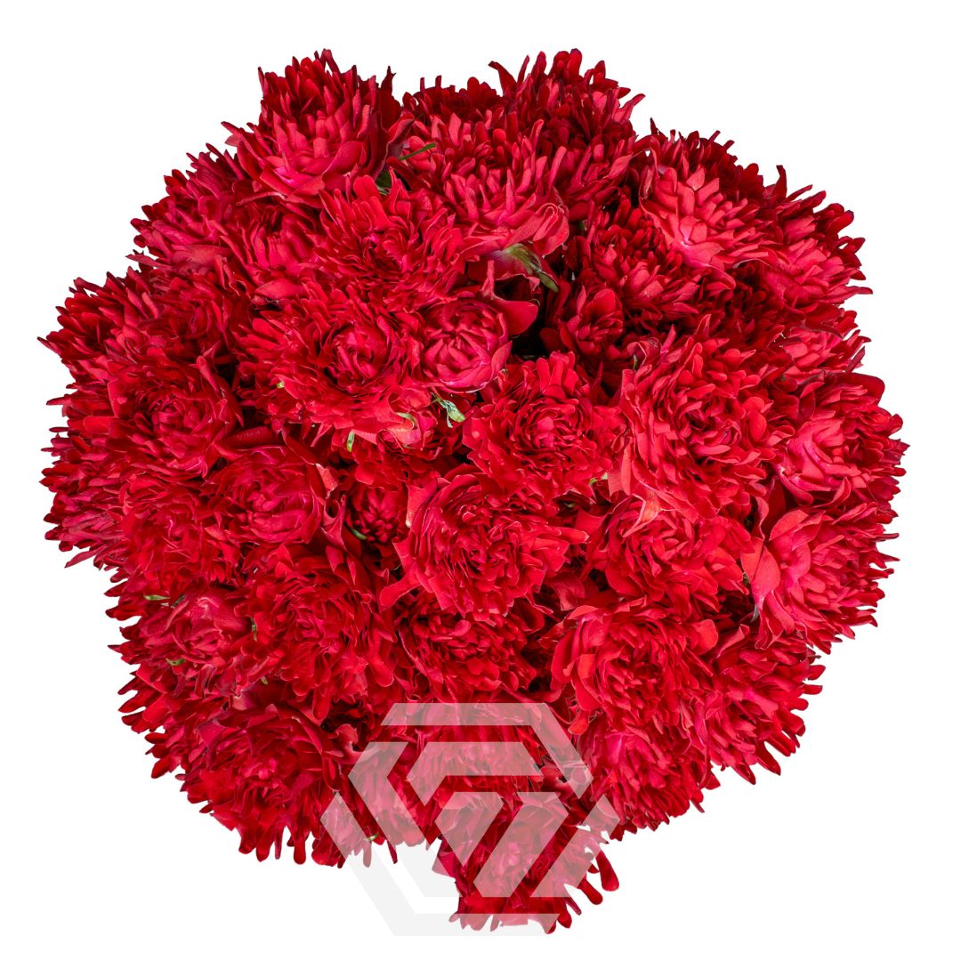 # Treasure - Tessa The Finest Flowers