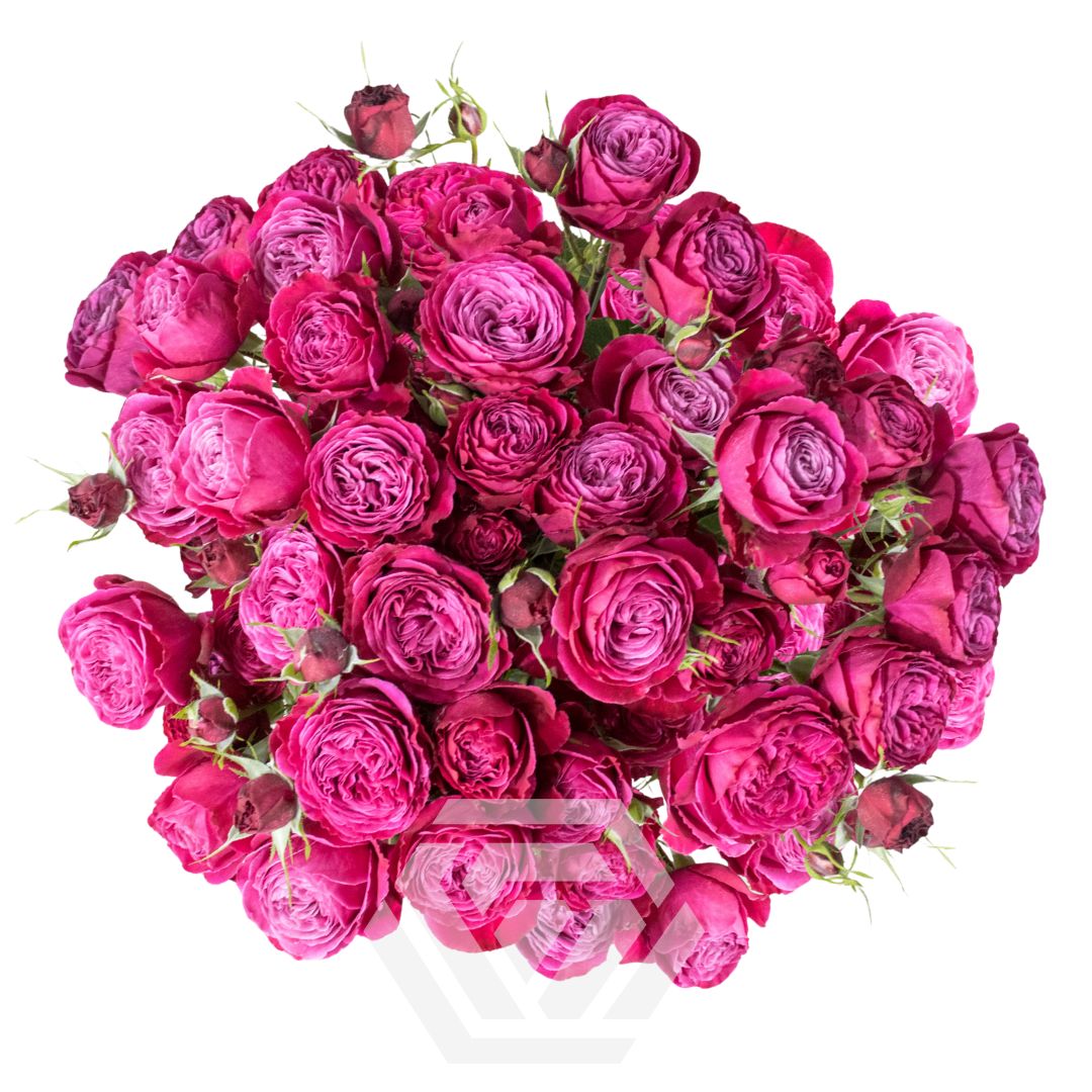 Party Trendsetter - Tessa The Finest Flowers