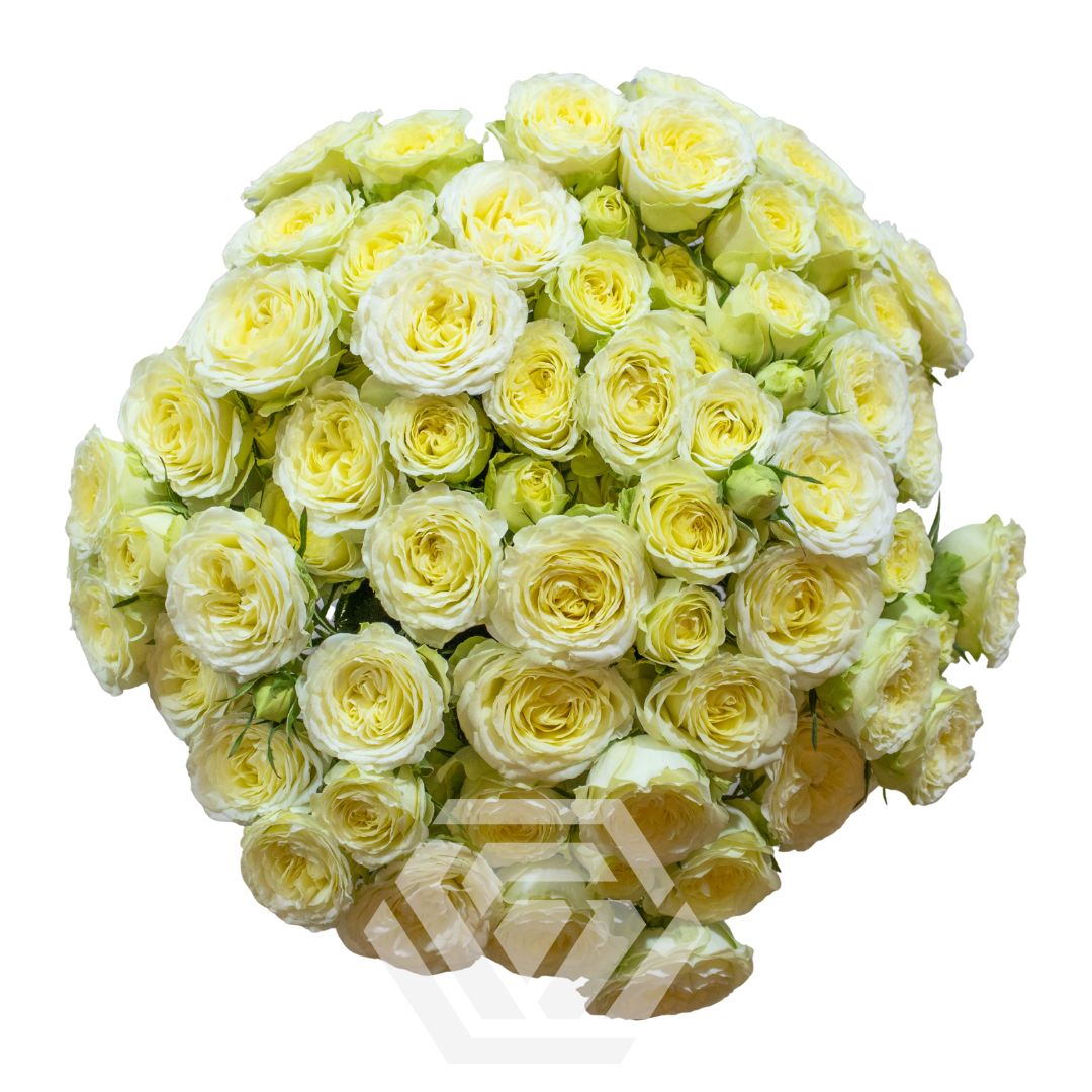 Cream Flow - Tessa The Finest Flowers
