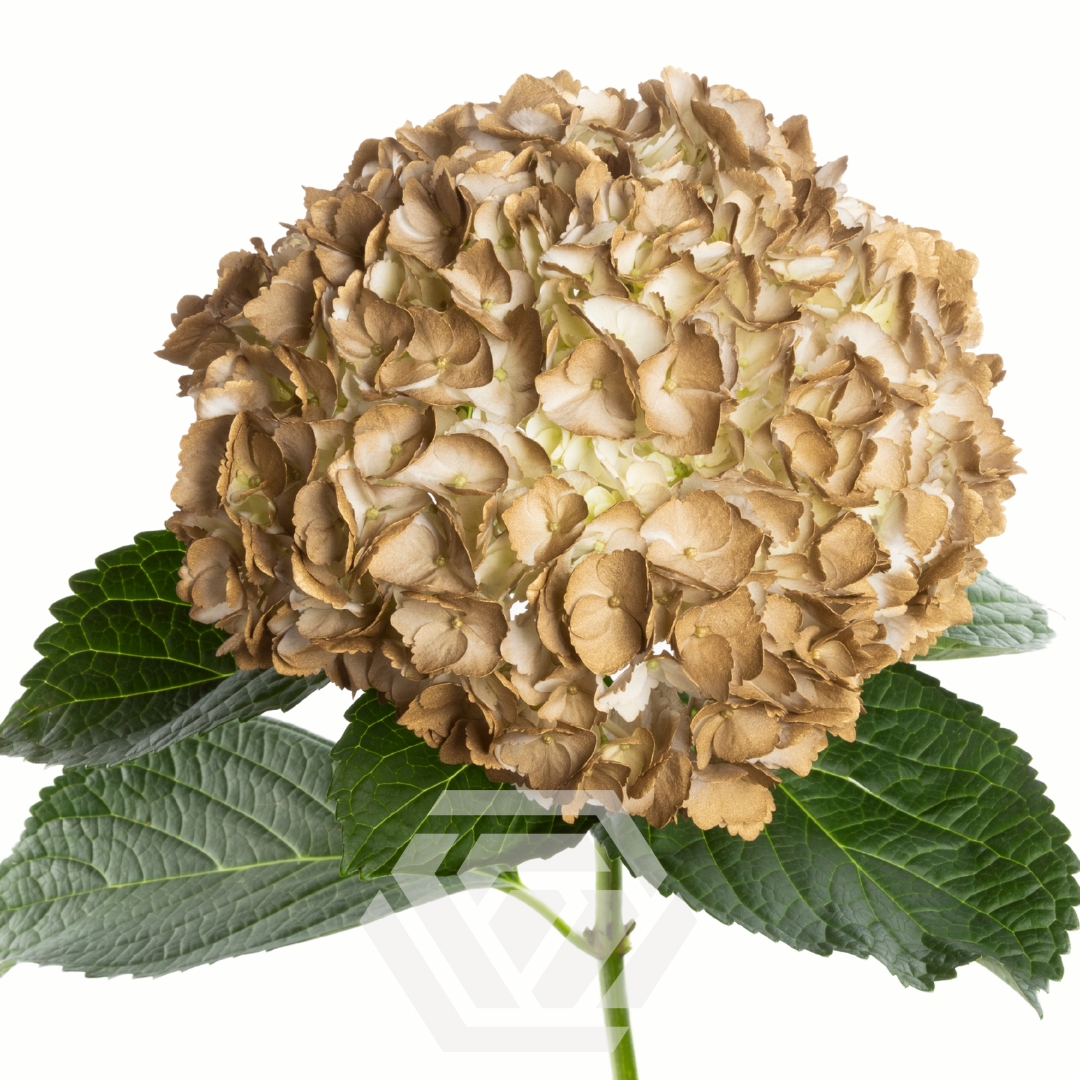Hydrangea Tinted Gold - Tessa The Finest Flowers
