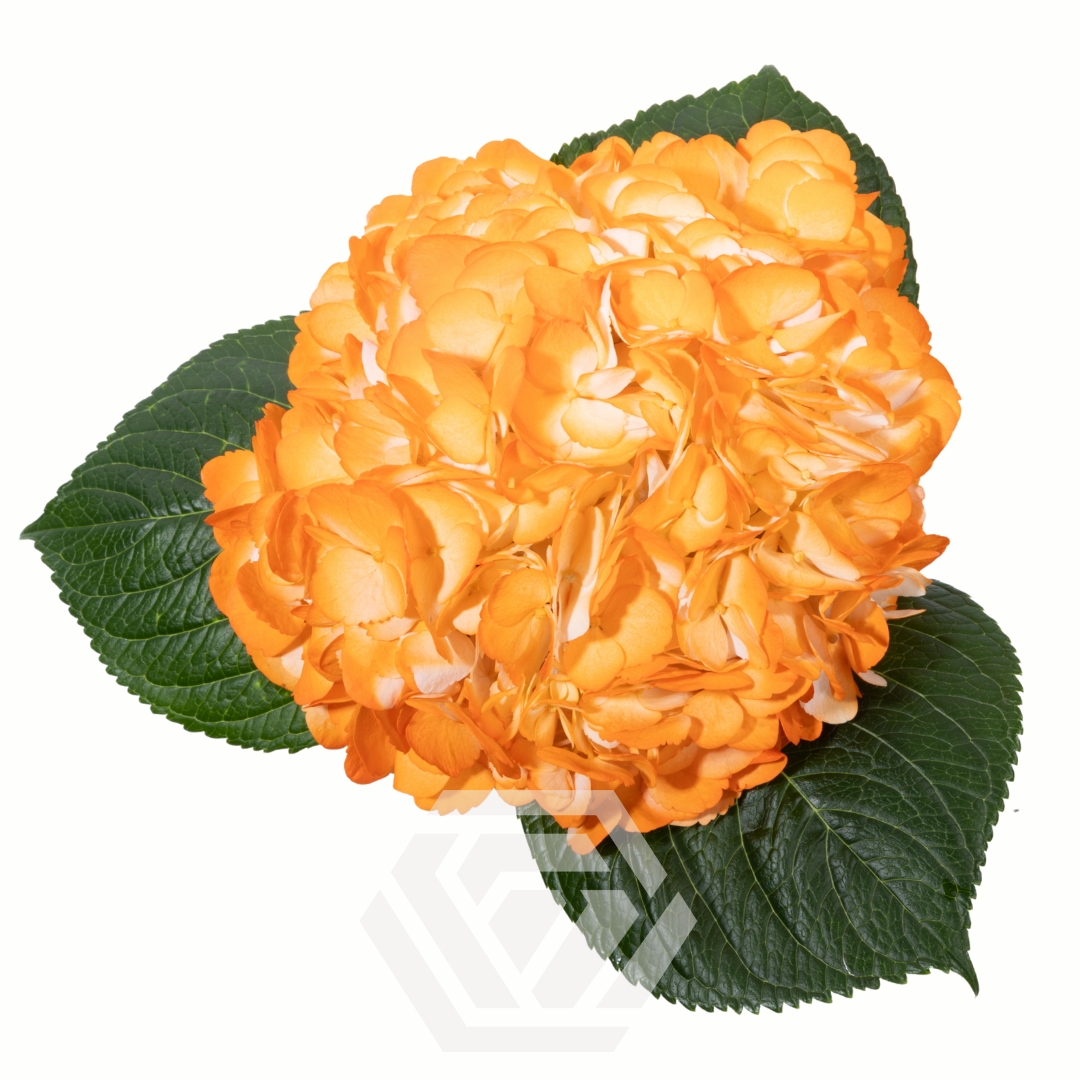 Hydrangea Tinted Light Orange - Tessa The Finest Flowers