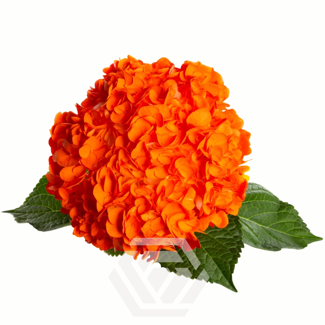 Hydrangea Tinted Orange - Tessa The Finest Flowers