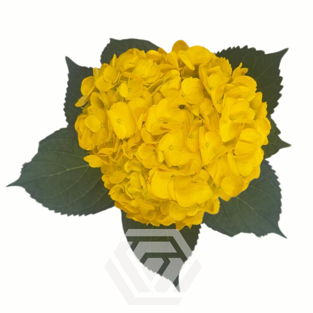 Hydrangea Tinted Yellow - Tessa The Finest Flowers