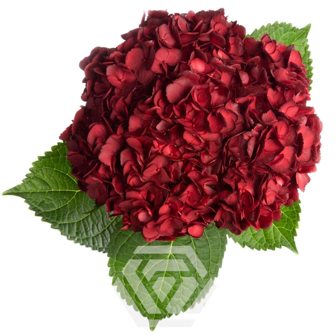 Hydrangea Tinted Burgundy - Tessa The Finest Flowers