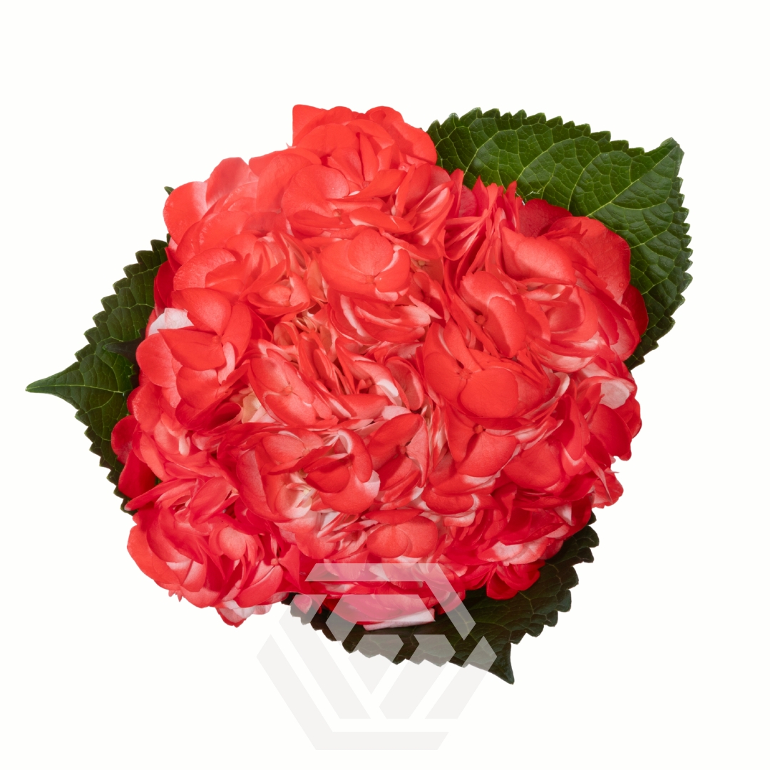 Hydrangea Tinted Light Red - Tessa The Finest Flowers