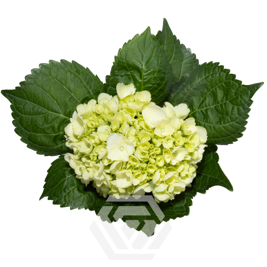 Hydrangea Mini Green - Tessa The Finest Flowers