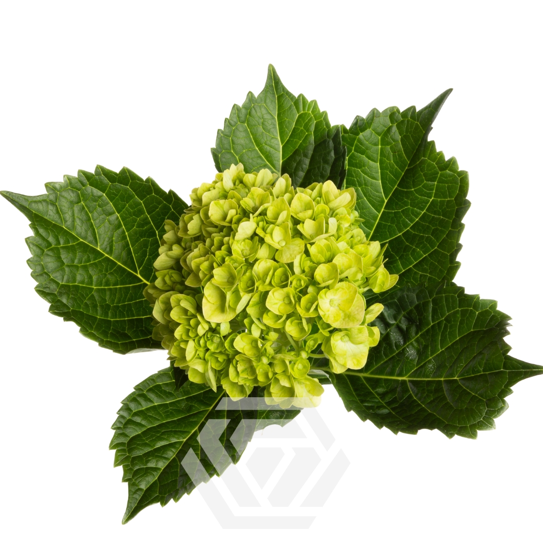 Hydrangea Mini Lemon - Tessa The Finest Flowers