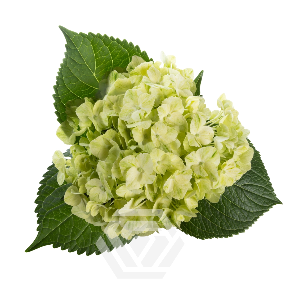 Hydrangea Premium Lemon - Tessa The Finest Flowers