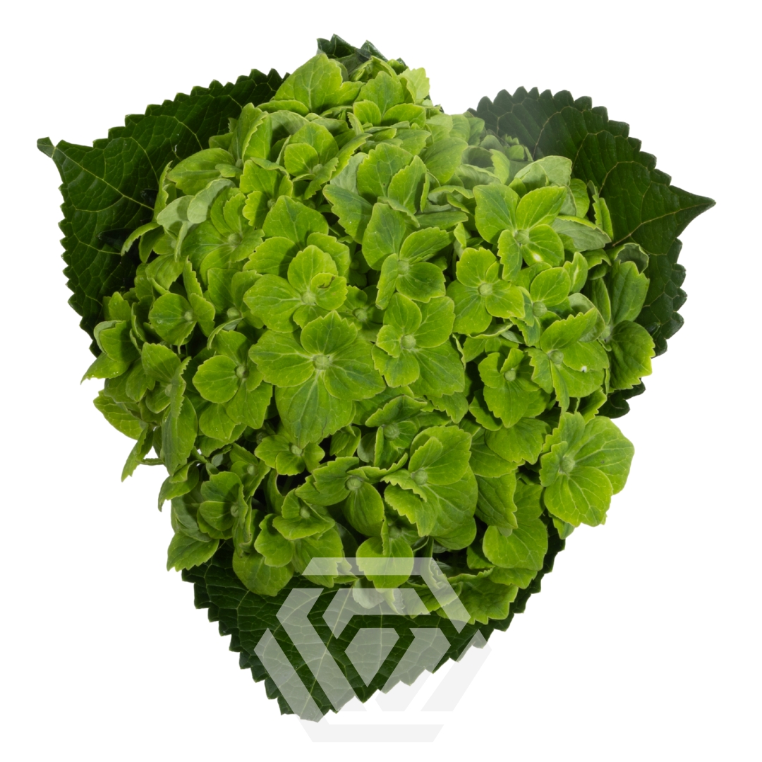 Hydrangea Select Emerald - Tessa The Finest Flowers