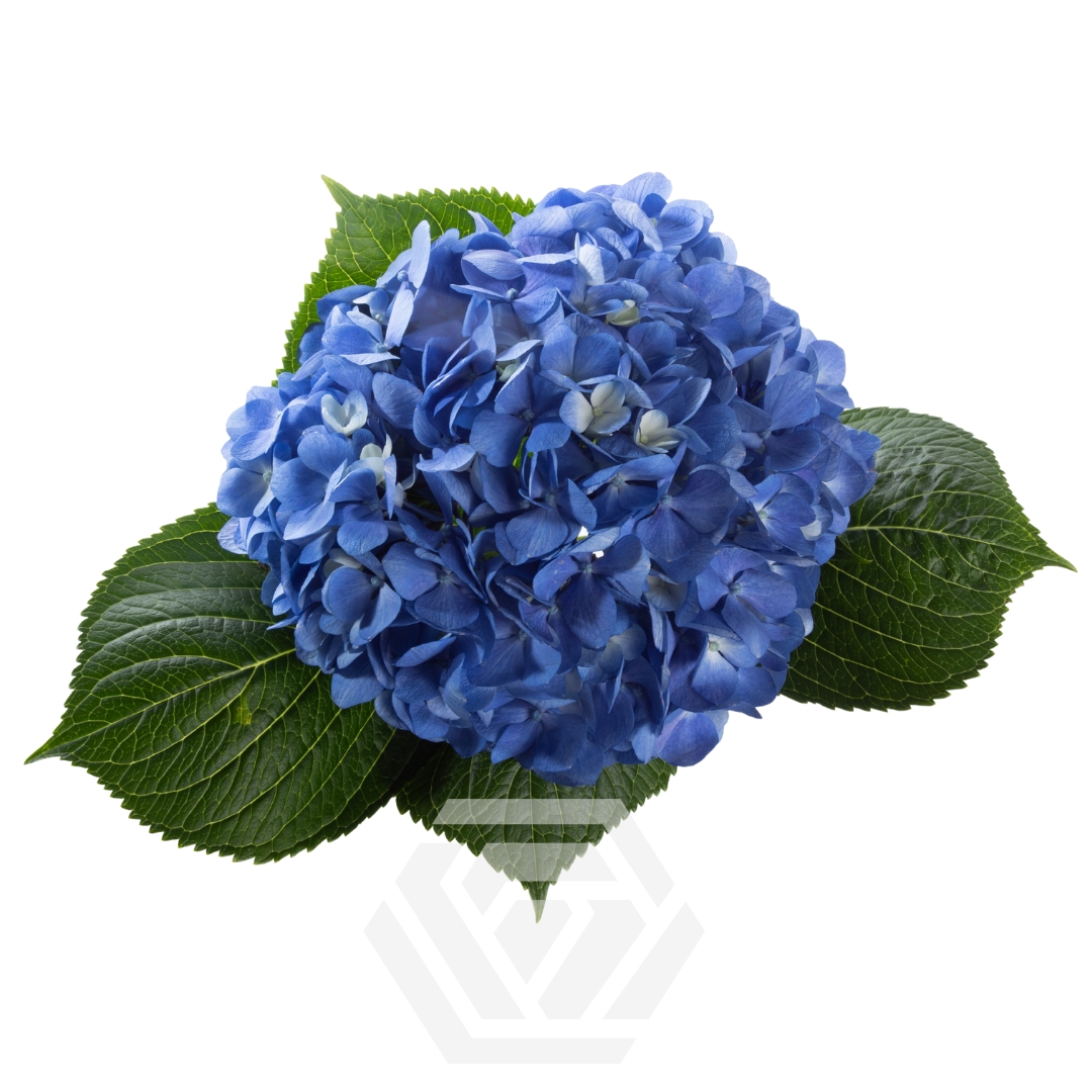 Hydrangea Shocking Blue - Tessa The Finest Flowers
