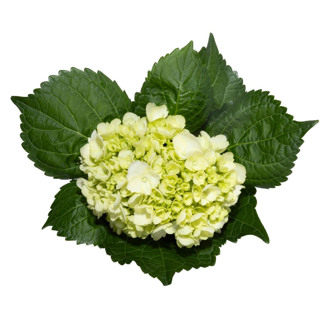 Hydrangea Mini Green - Tessa The Finest Flowers