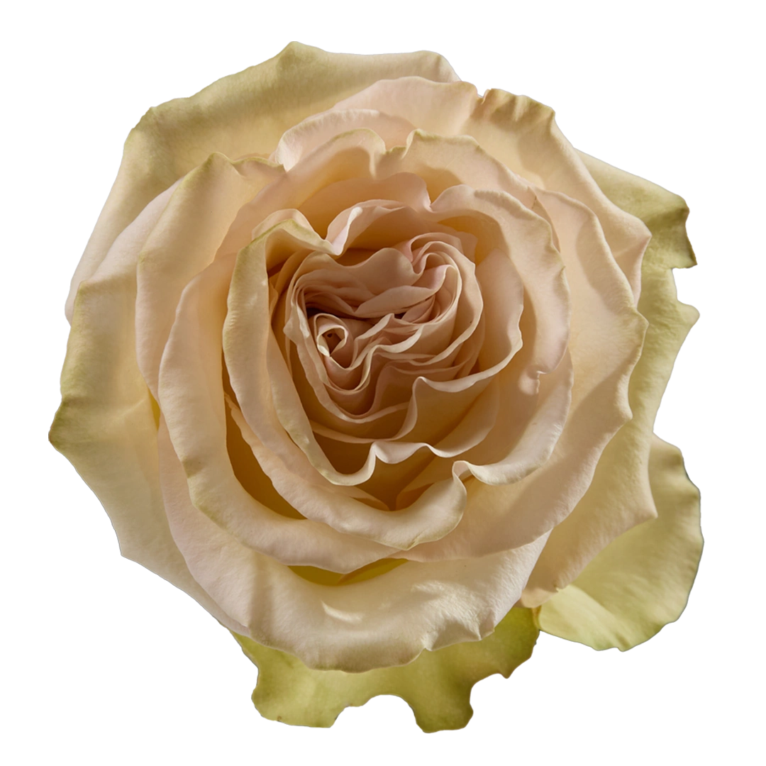 Dynamic - Tessa The Finest Flowers