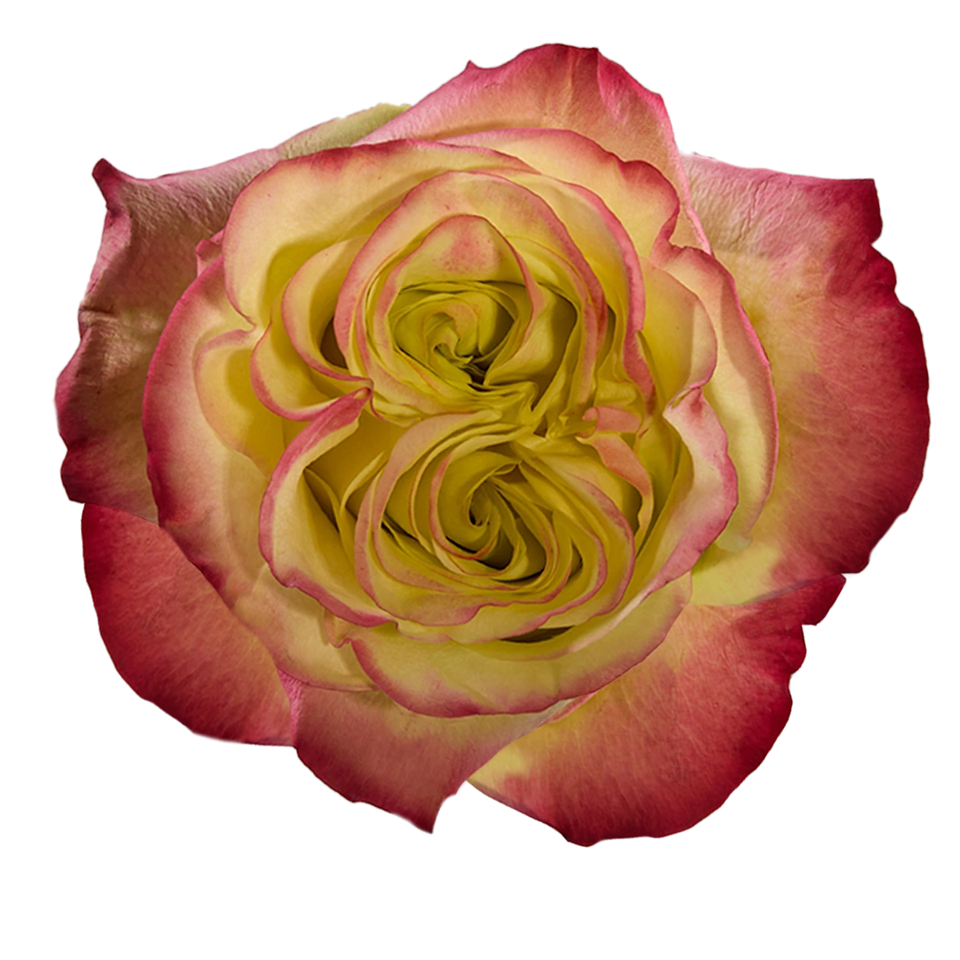 Journey - Tessa The Finest Flowers