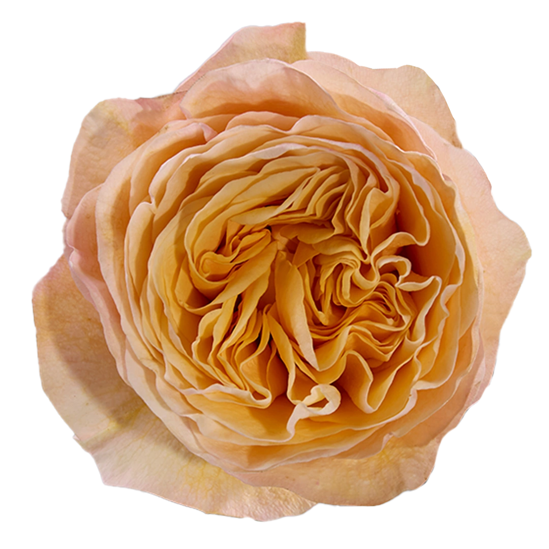 Kings Cross - Tessa The Finest Flowers