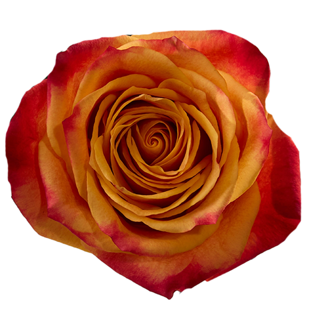 Atomic - Tessa The Finest Flowers