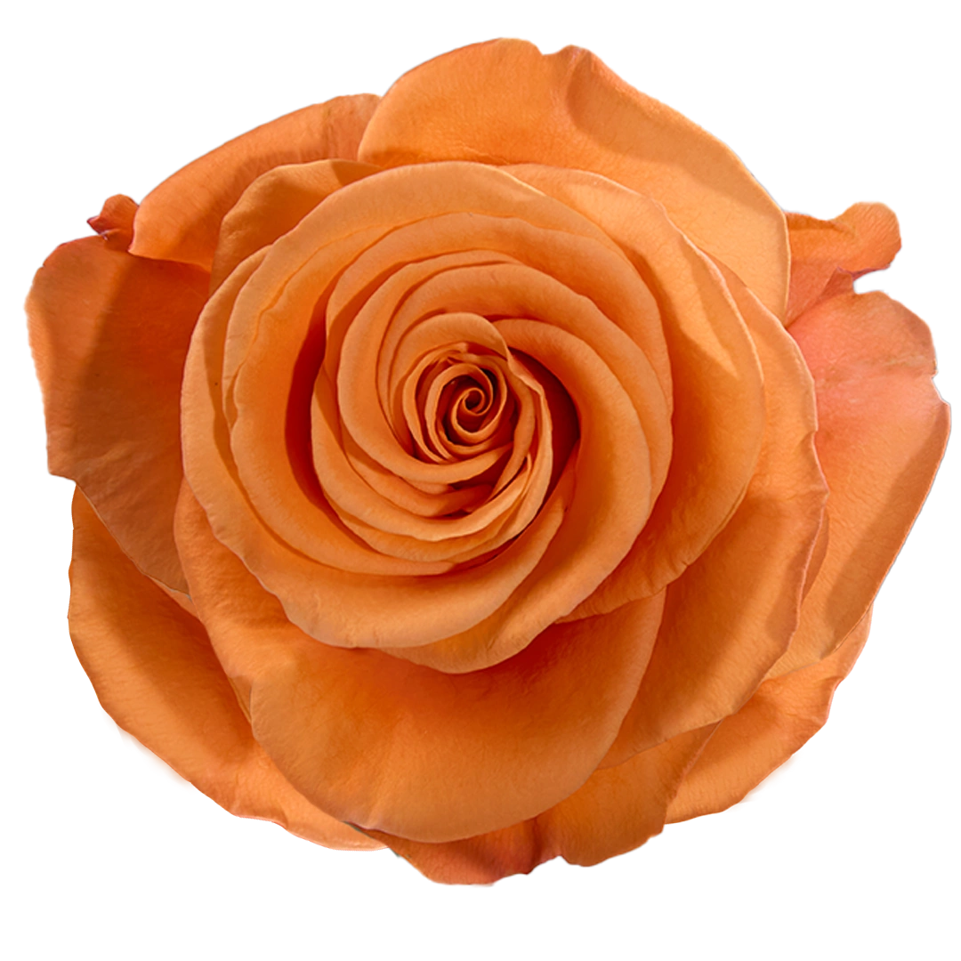 Carnelian - Tessa The Finest Flowers