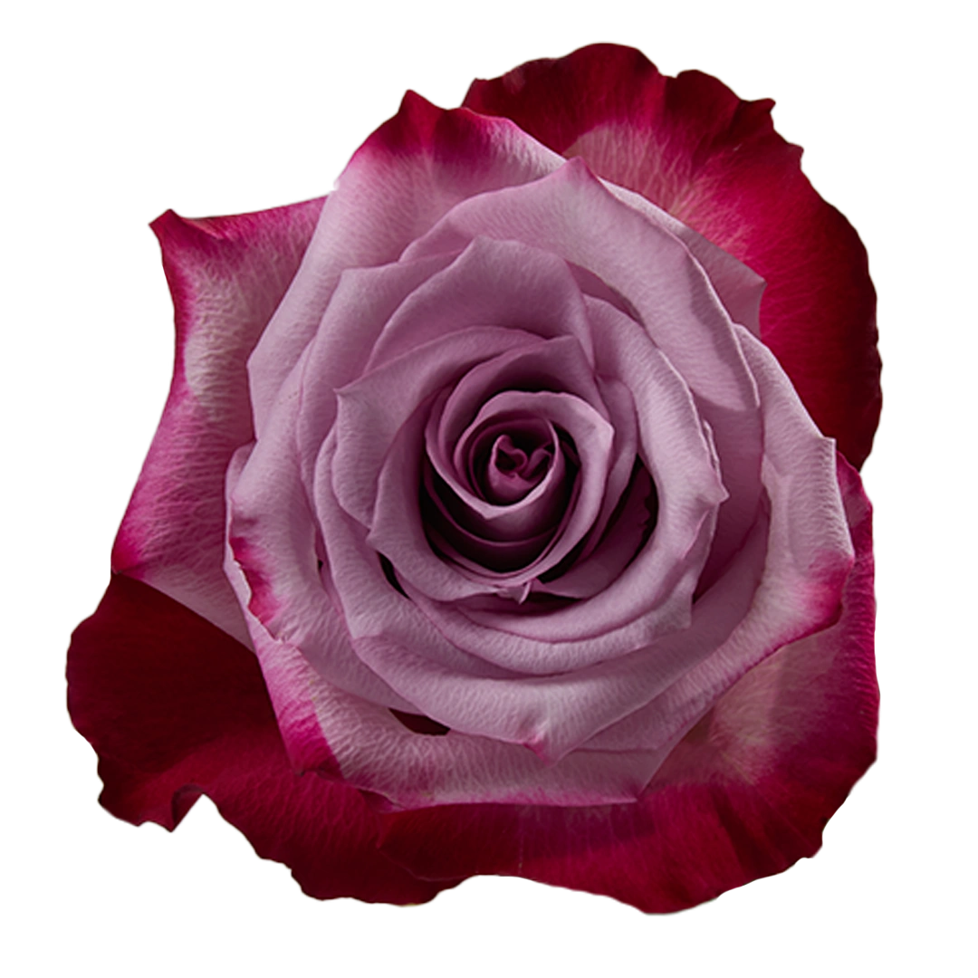 Deep Purple - Tessa The Finest Flowers