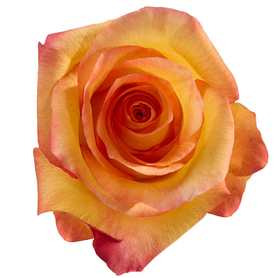 Encanto - Tessa The Finest Flowers