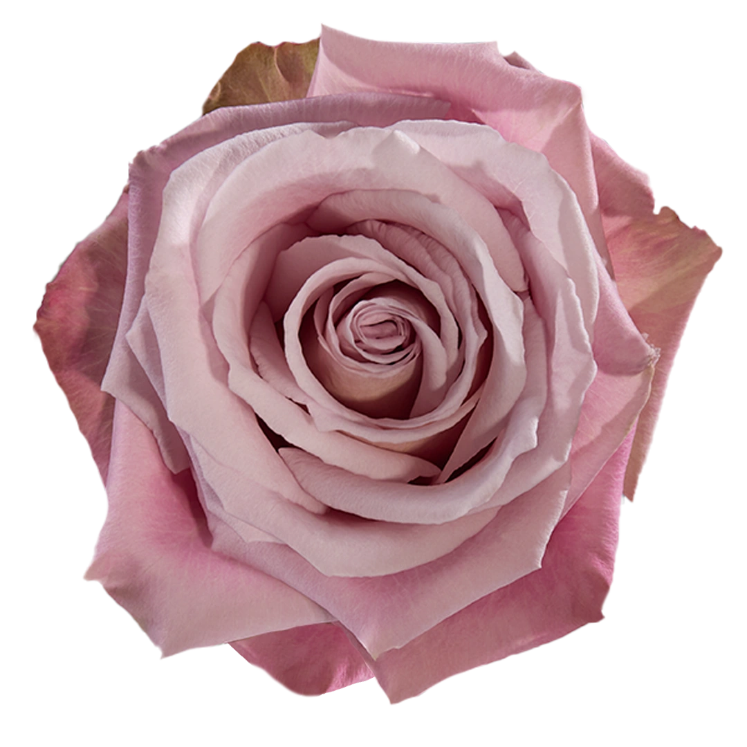 Faith - Tessa The Finest Flowers
