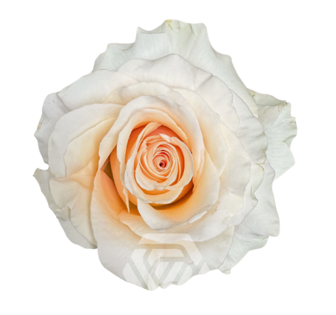 Fancy Dreams - Tessa The Finest Flowers