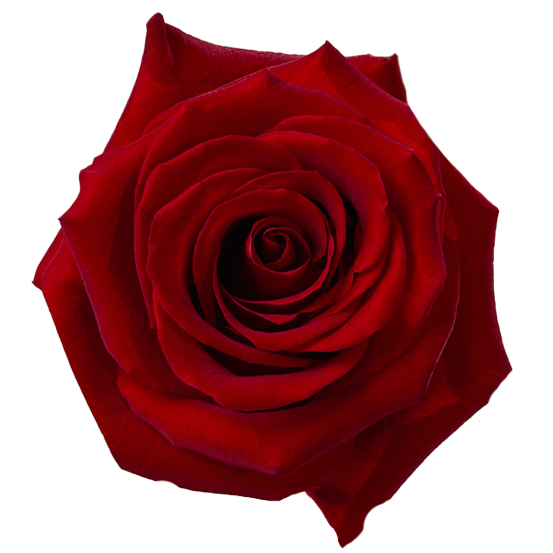Fortune - Tessa The Finest Flowers