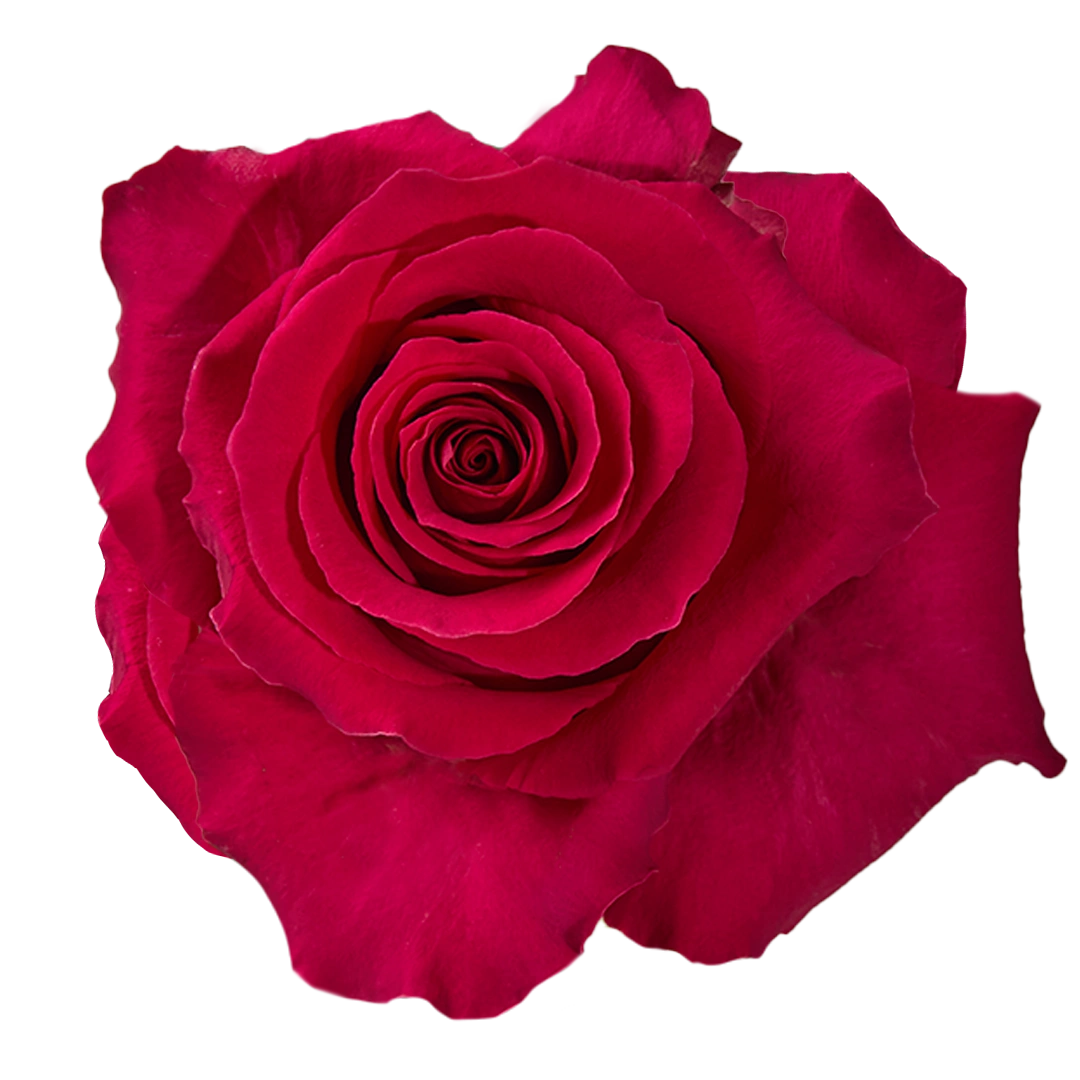 Gotcha - Tessa The Finest Flowers