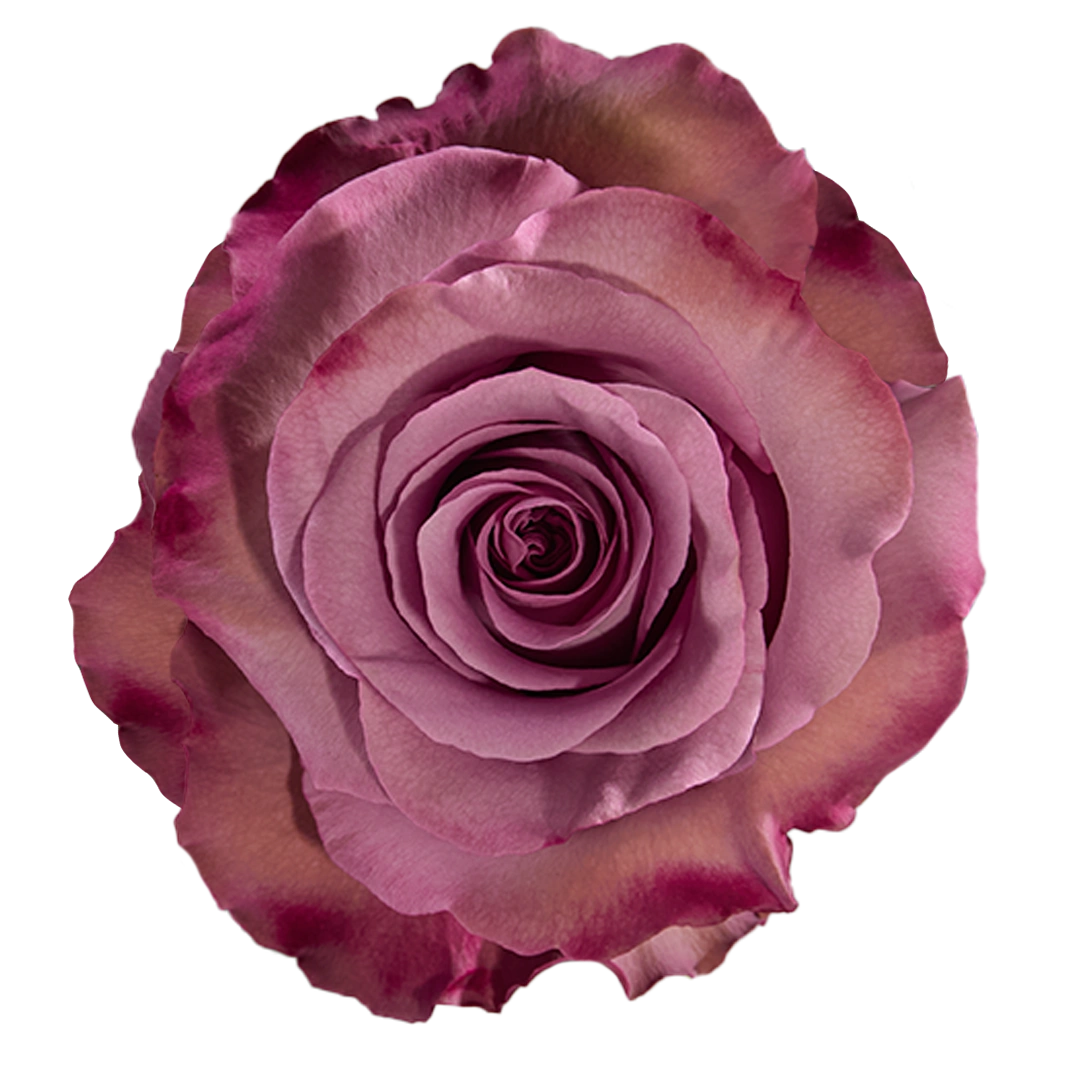 Govinda - Tessa The Finest Flowers