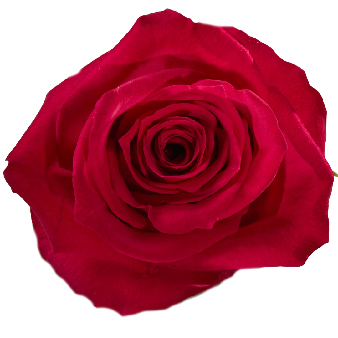 Grace Kelly - Tessa The Finest Flowers