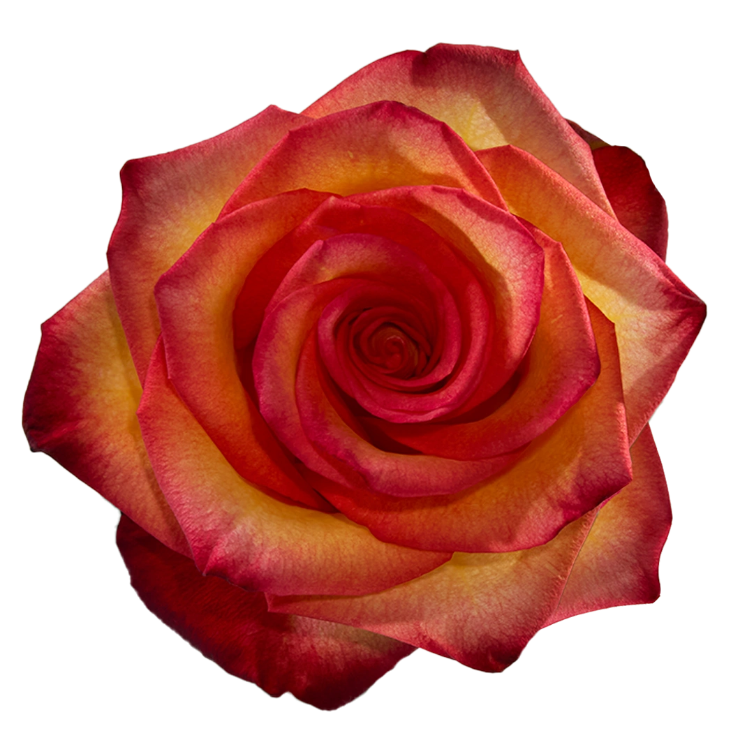 High & Magic - Tessa The Finest Flowers