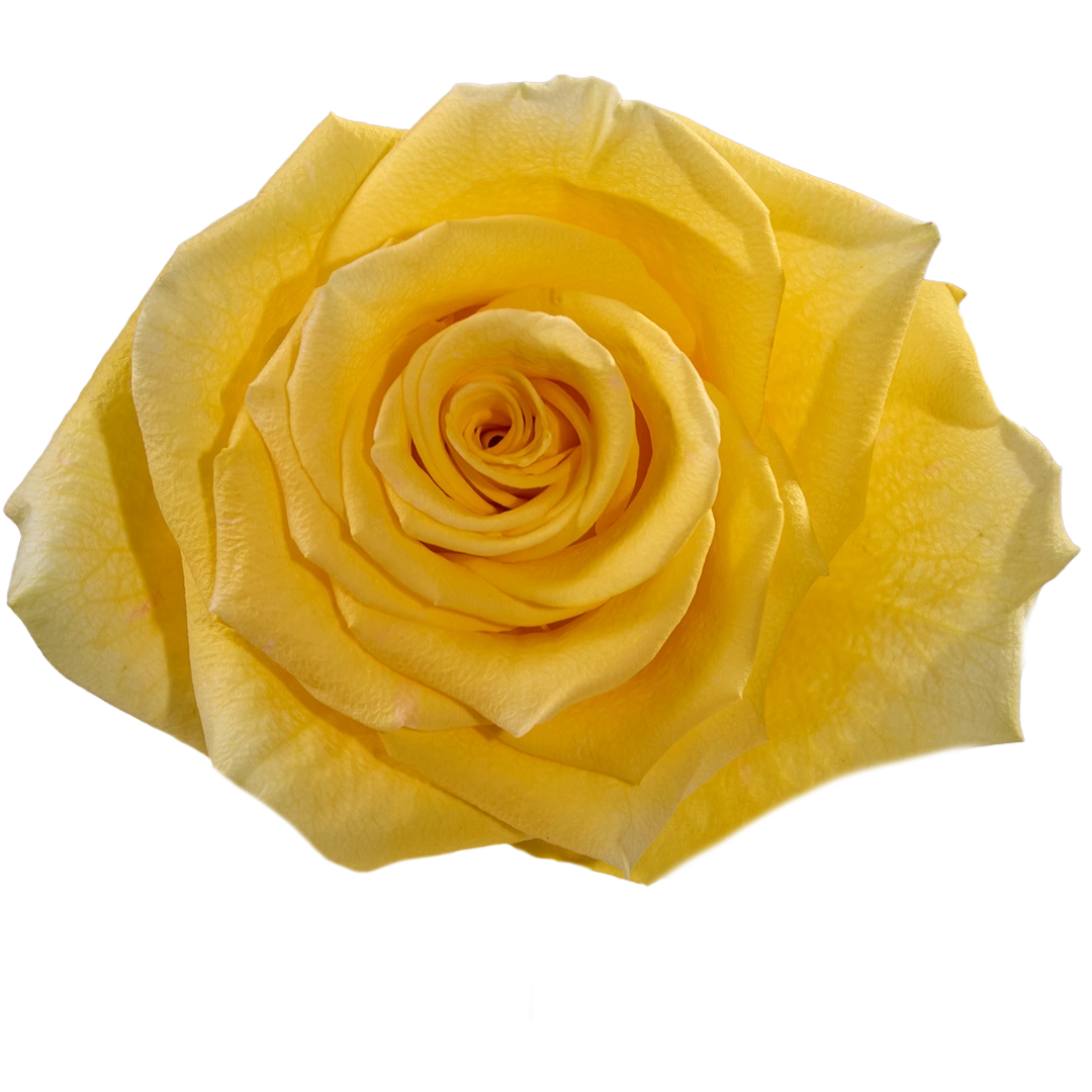 High & Yellow Magic - Tessa The Finest Flowers