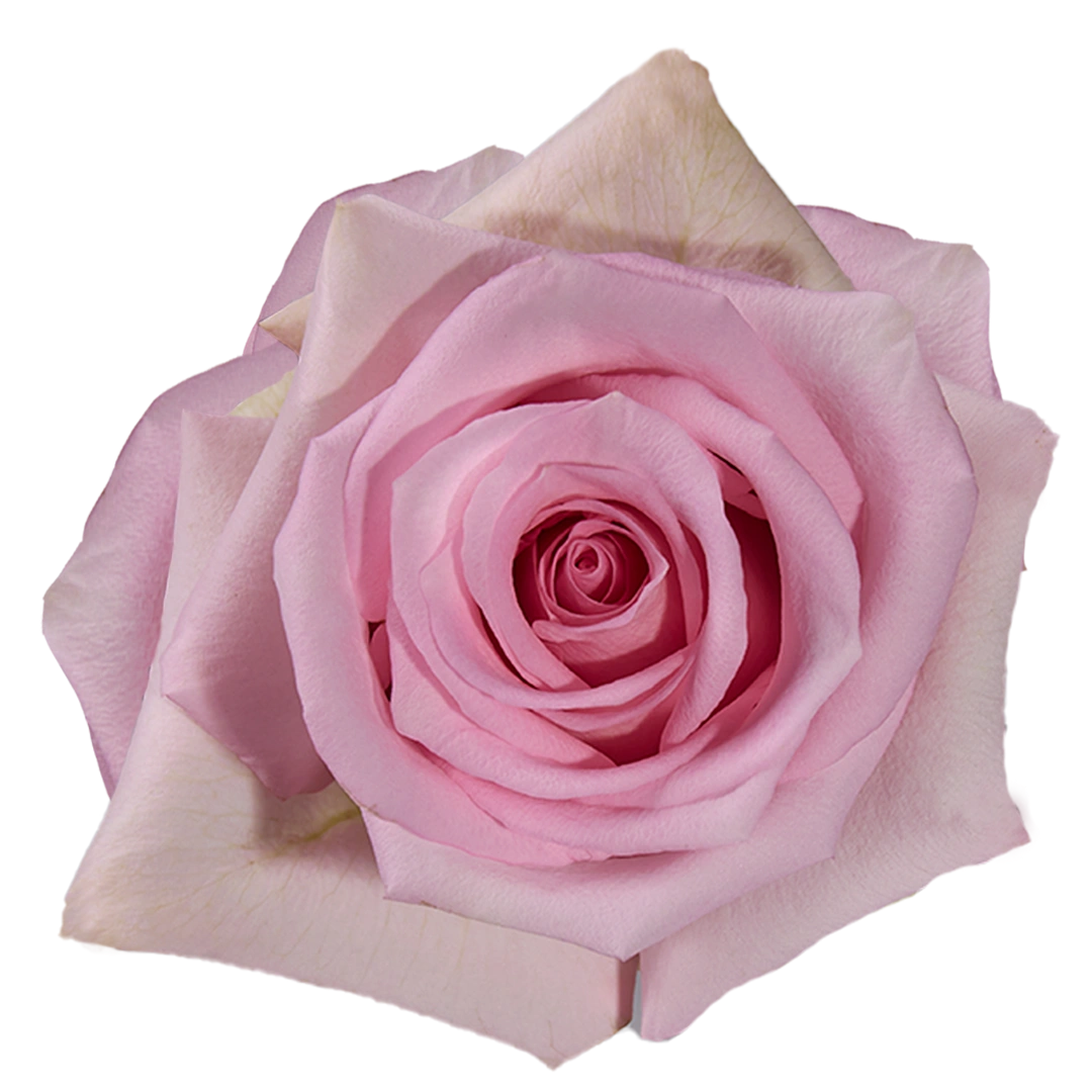 Jessika - Tessa The Finest Flowers